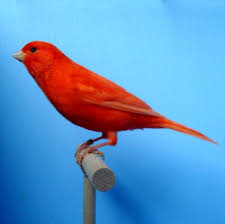 la coloration du canari